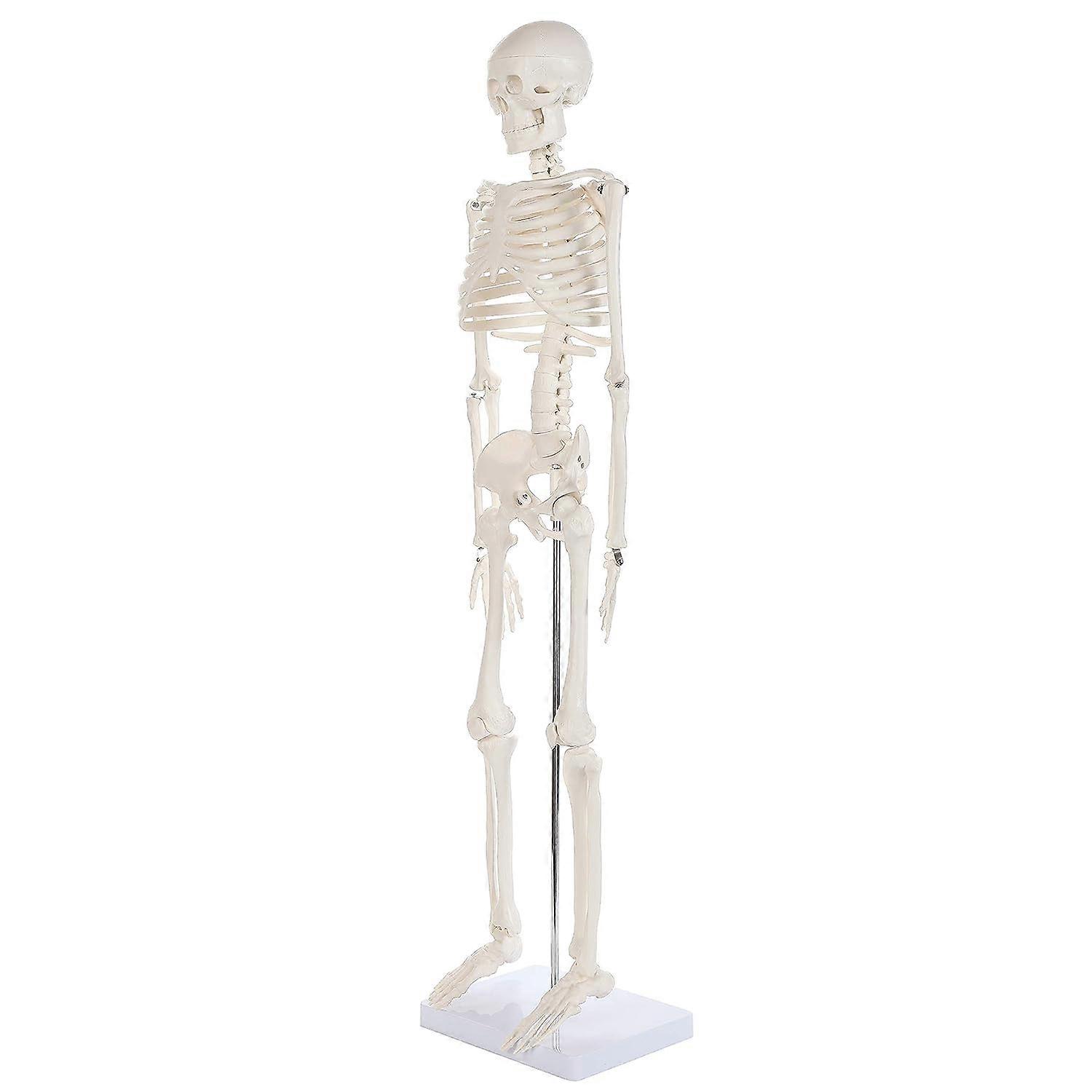 Human Skeleton Model, 34" Skeleton with Base, Movable Arms and Legs ...