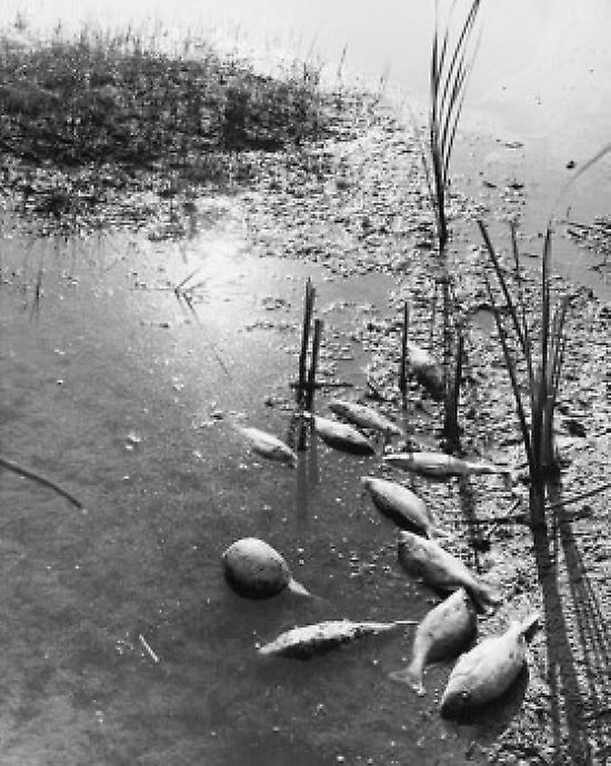 School of dead fish in a marsh Poster | Fruugo DE