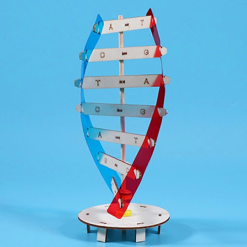 Human Genes Learning Toy DNA Helix Model Aid Biologic Science Models ...