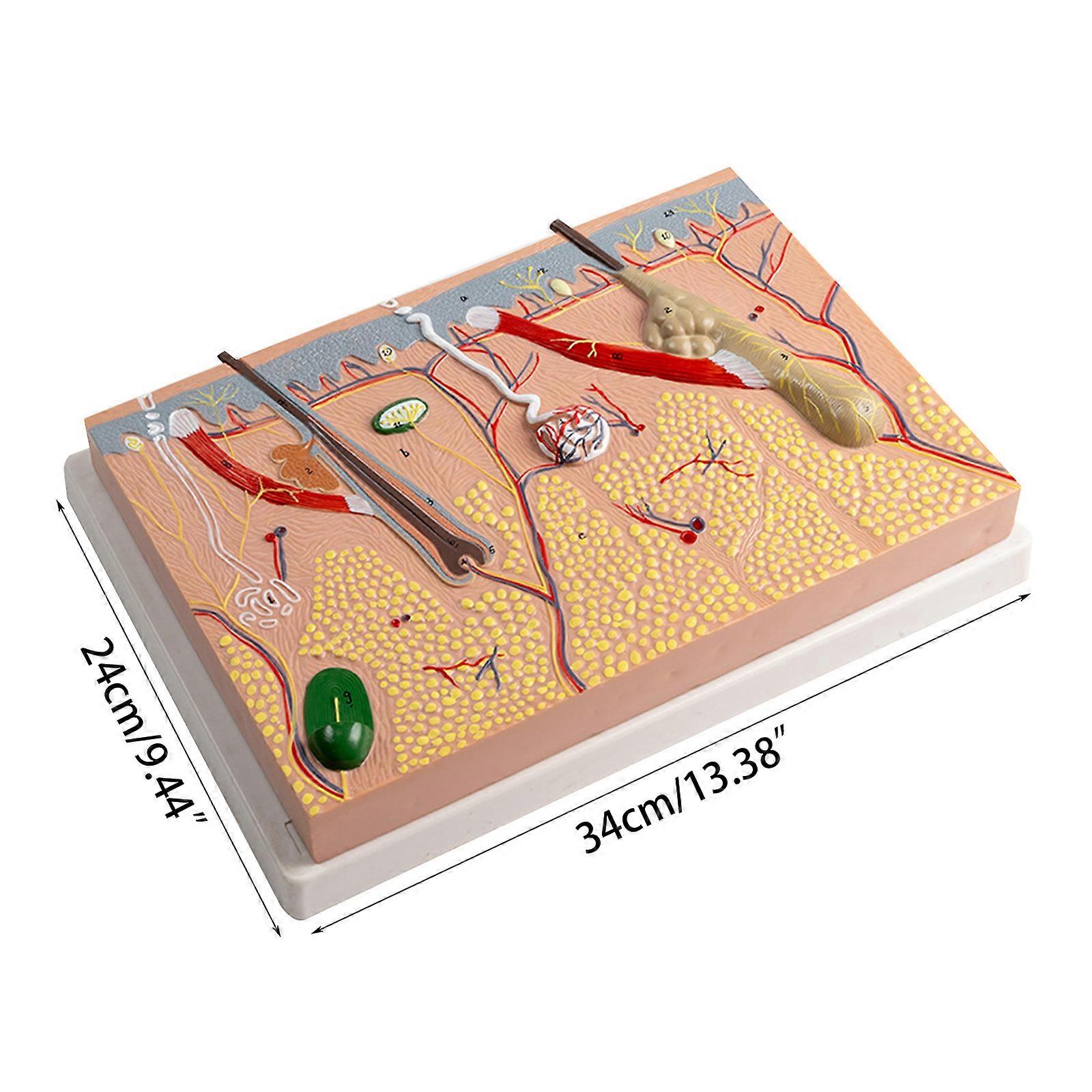 Anatomical Human Skin Model Human Skin Structure Anatomical Model for ...
