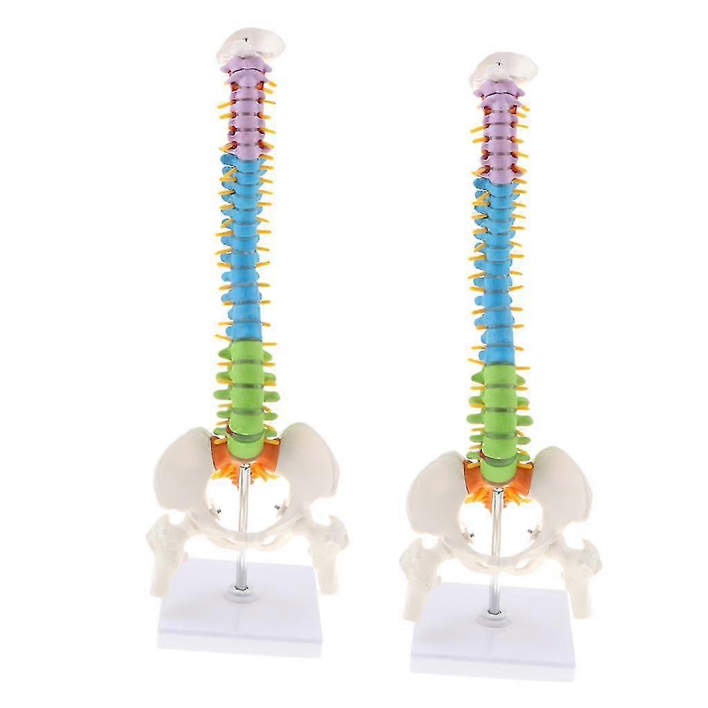45cm Scientific Ultra Flexible Spine Model, Life Size Human Vertebral ...