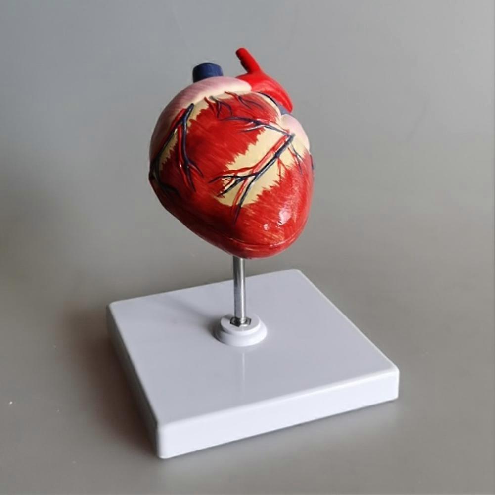 Dog Heart Anatomy Model Canines Pet Teaching Aid Healthy Dog Heart ...