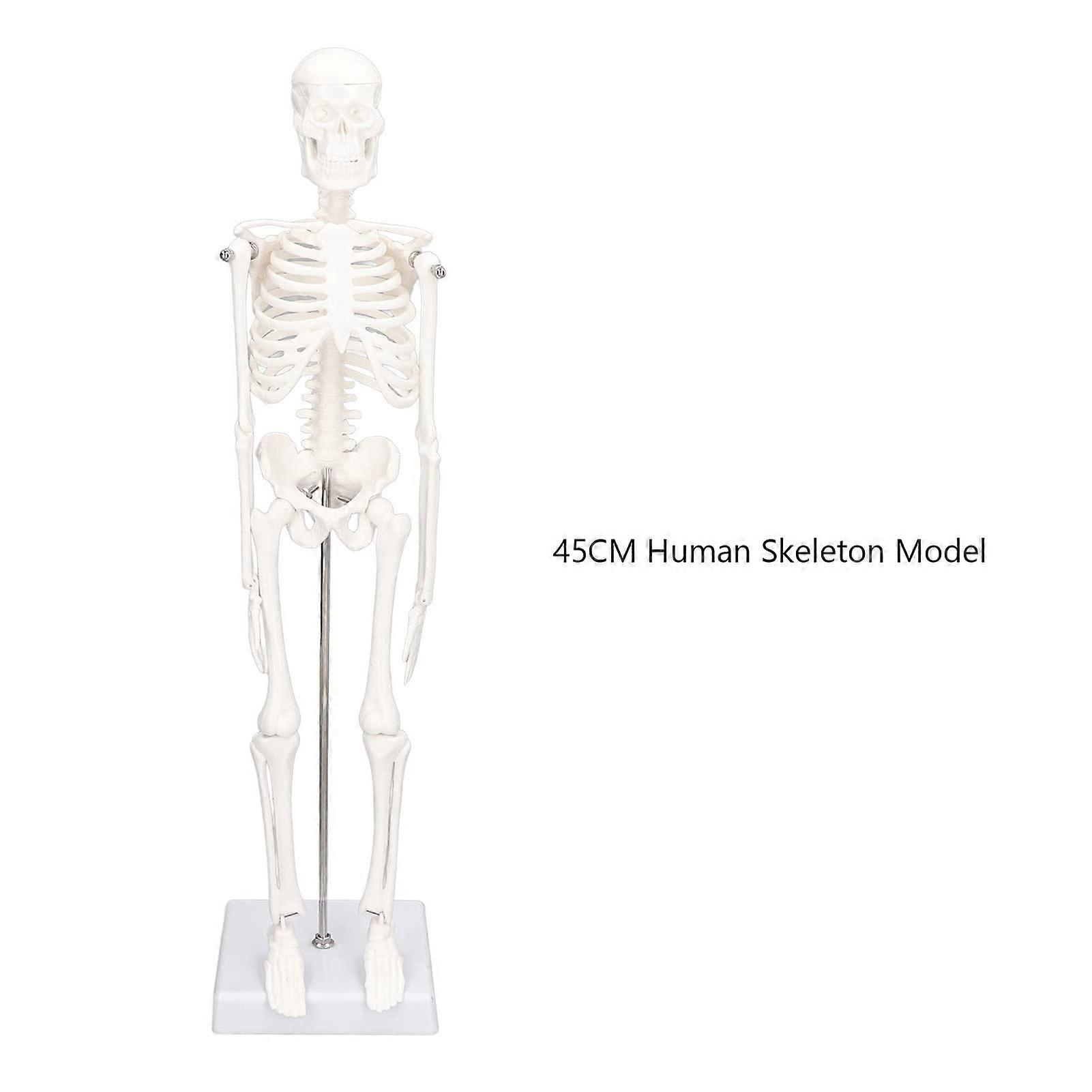 Mini Human Skeleton Model with Metal Stand, 45cm/17.7inch Human Skeleton Model for Anatomy ...
