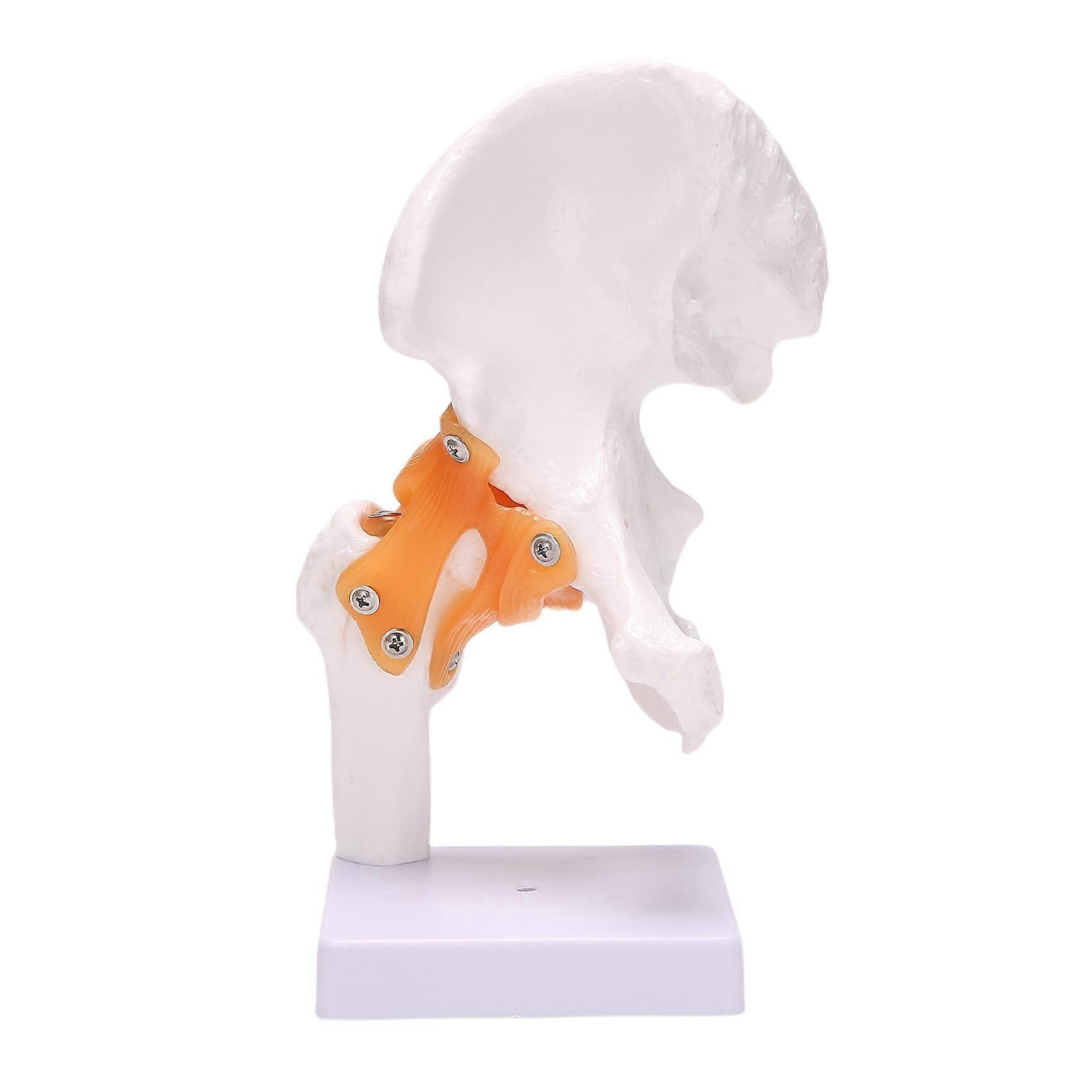 Life Size Hip Bone Model - Hip Joint Model with Flexible Ligaments and ...