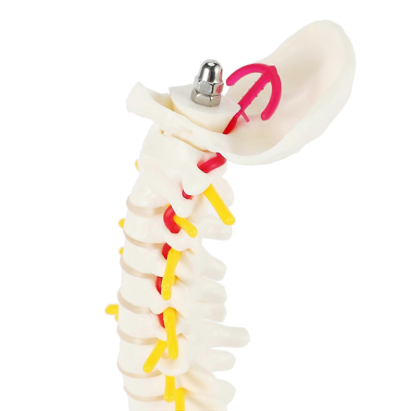 45cm Flexible 1:1 Adult Lumbar Bend Spine Model Humans Skeleton Model ...