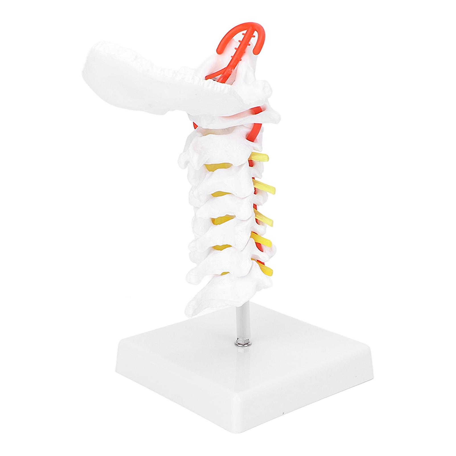 Cervical Vertebra Model for Anatomy Classroom Study of Spinal Nerves ...
