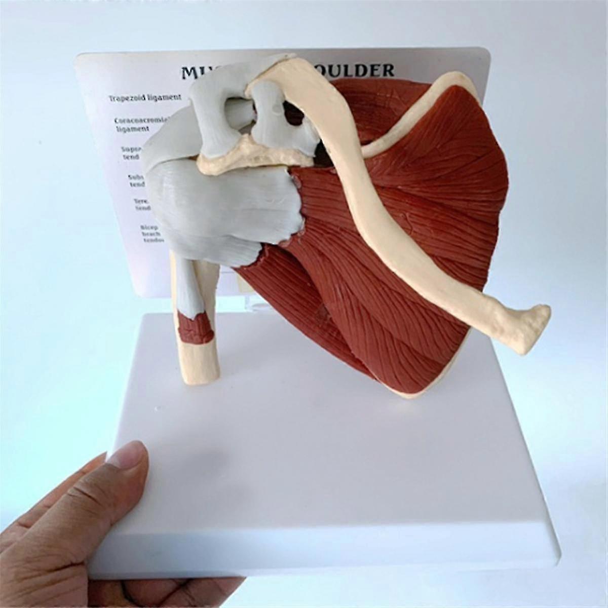 Muscle Shoulder Model, Human Anatomy Right Shoulder Joint Muscle Model ...