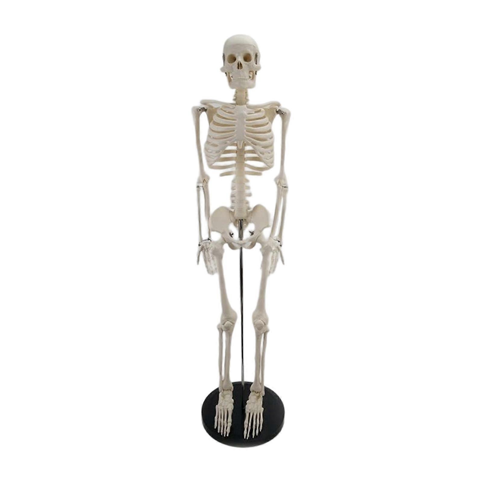 Skeleton Model 33.5 inch Anatomy Spine Model for Anatomy Skeleton Black ...