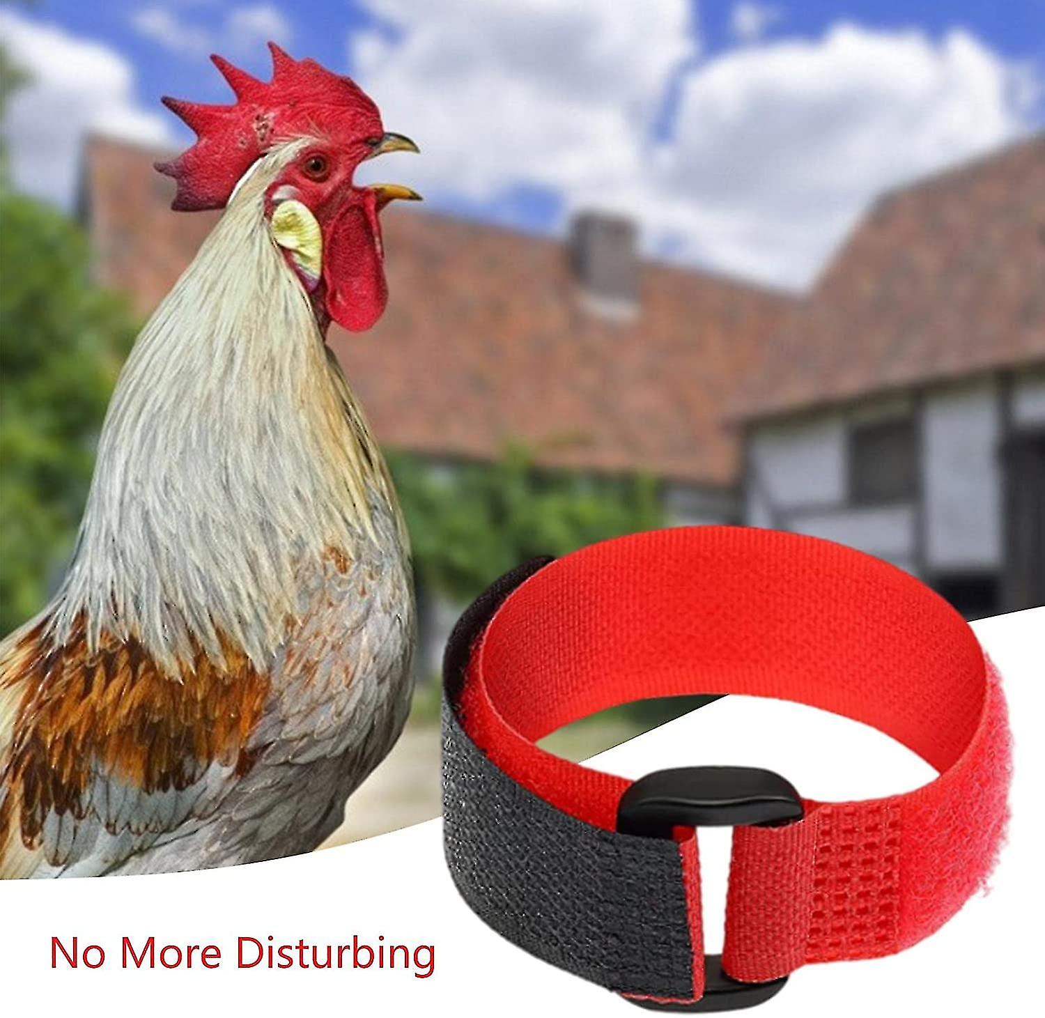 Rooster Collar Nylon No Crow Rooster Collar Noise Free Neck Belt Pet ...