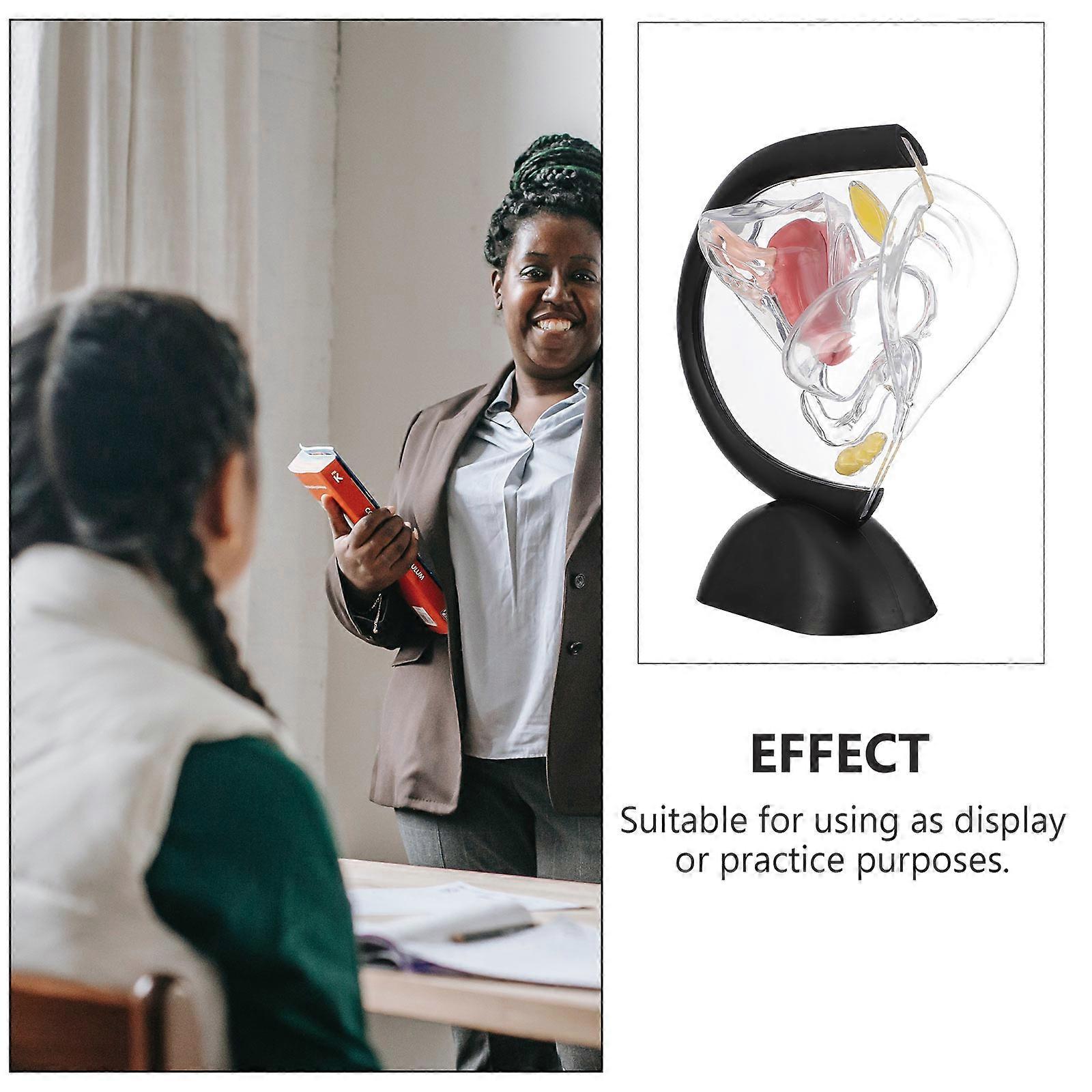 Uterus Structure Model Medical Uterus Model Human Organ Model Teaching ...