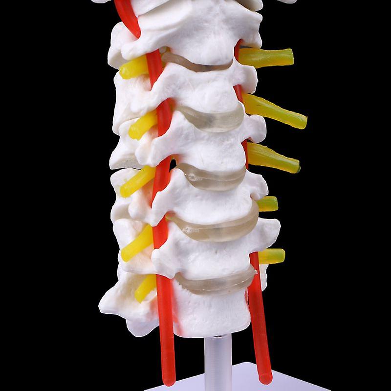 Medical Props Model Free Postage Cervical Vertebra Arteria Spine Spinal ...