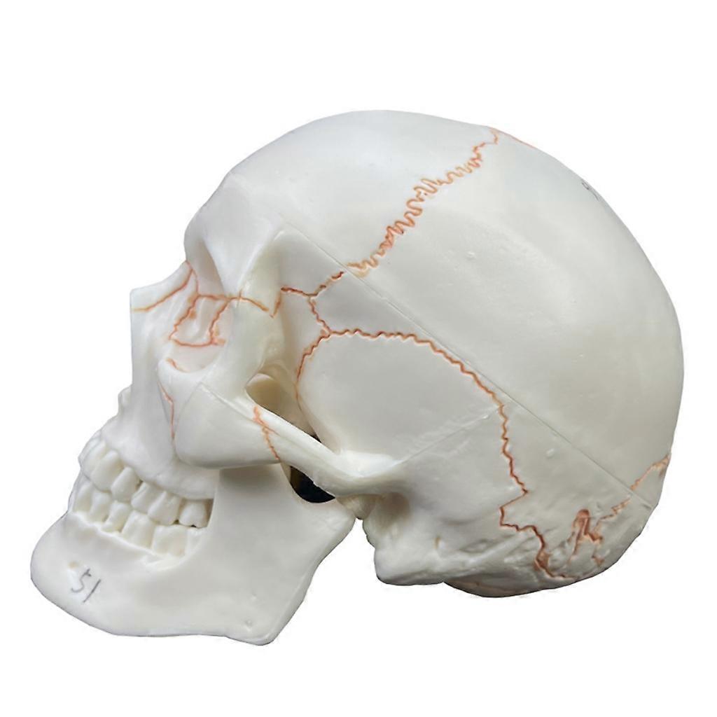 Numbered Human Skull Model Life Size Adult Human Anatomy Head Skeleton ...