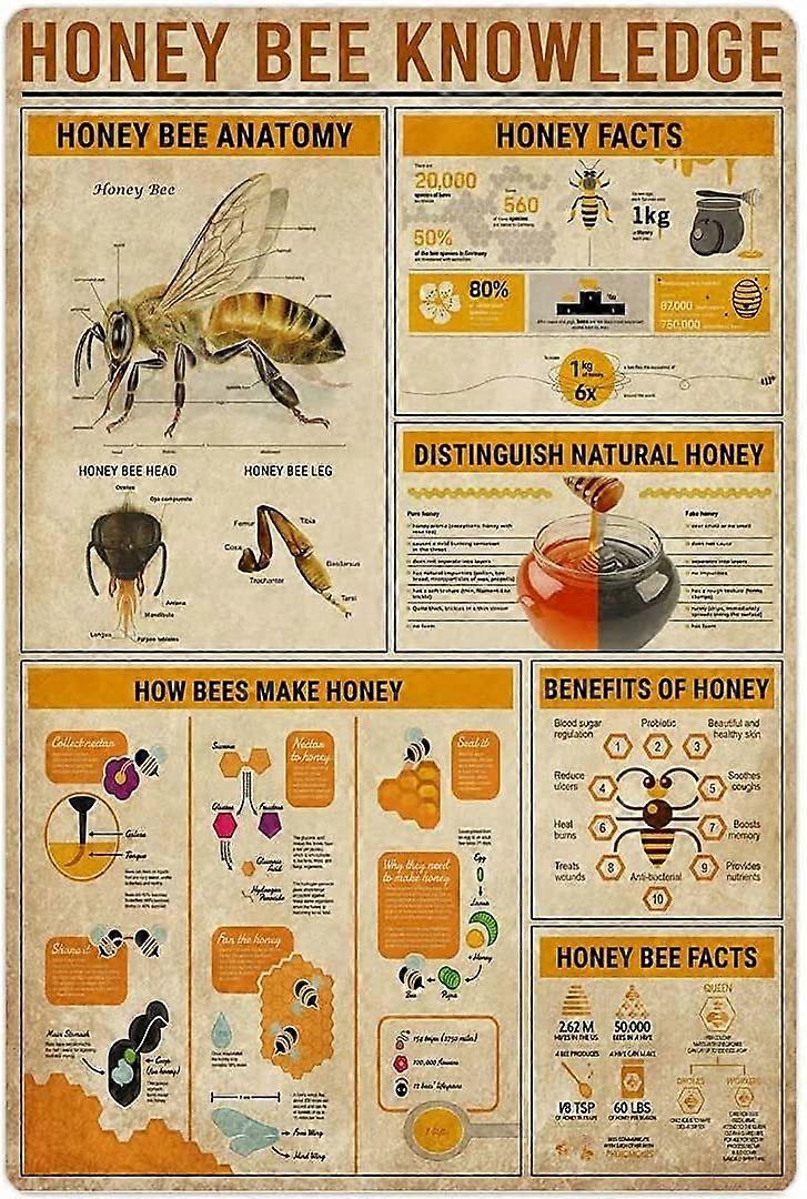 Bee Anatomy Poster Bee Anatomy Insect Free Photo On Pixabay