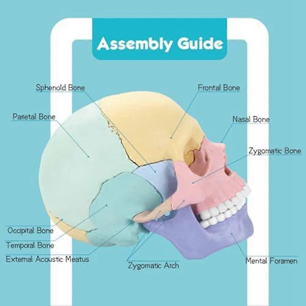 Anatomy Skull Model, Human Anatomy Skull Puzzle, Detachable Mini Human ...