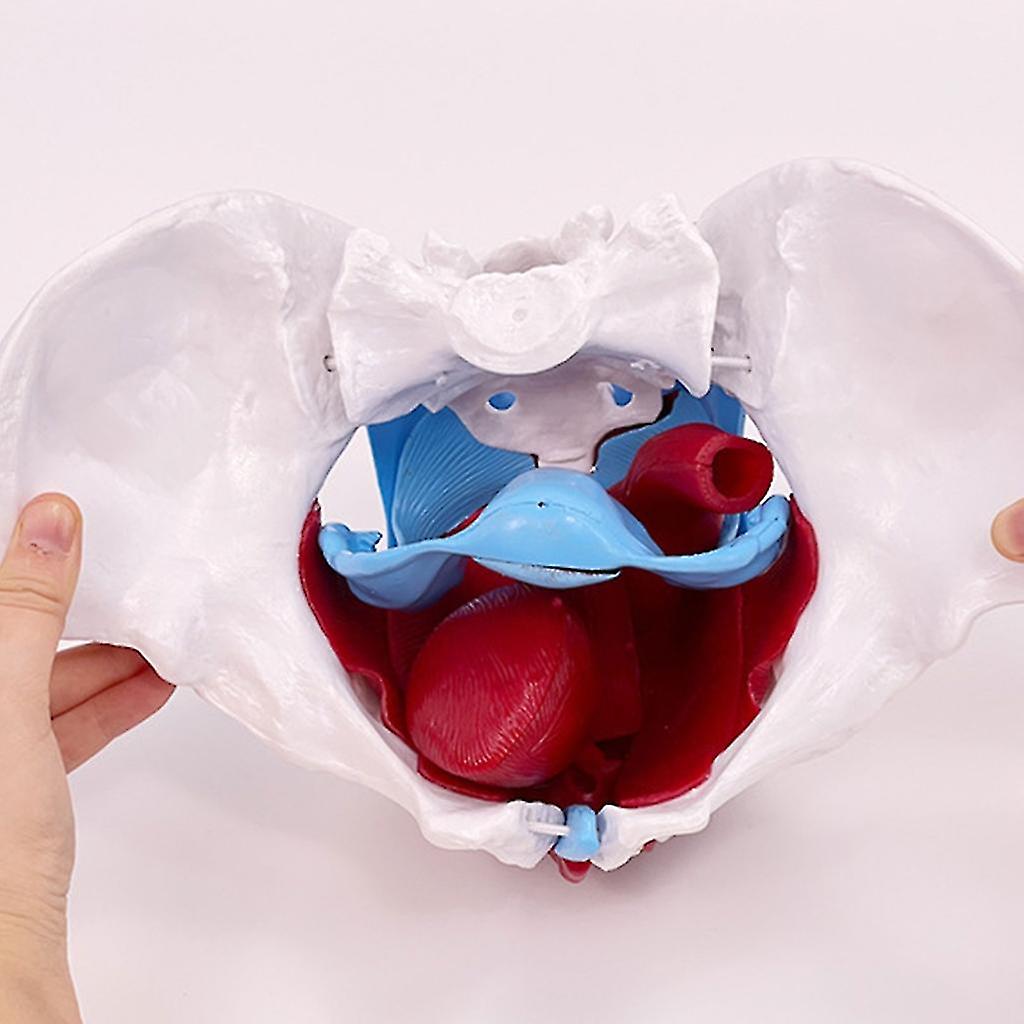 Female Movable Pelvis Model Midwifery Teaching Model For Obstetrics ...