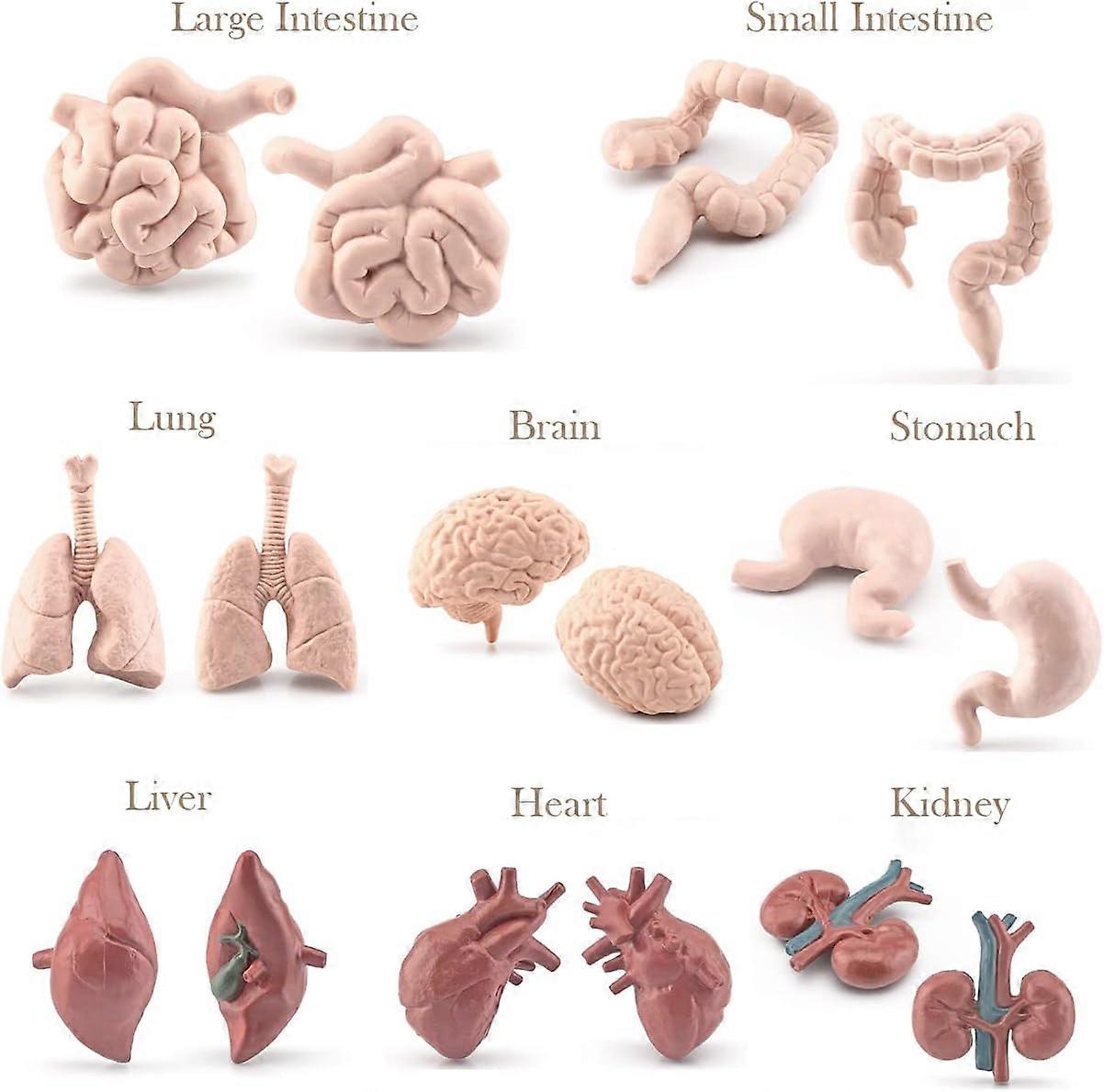 8 Pcs Human Organ Model Mini Body Parts Anatomical Figure Realistic ...