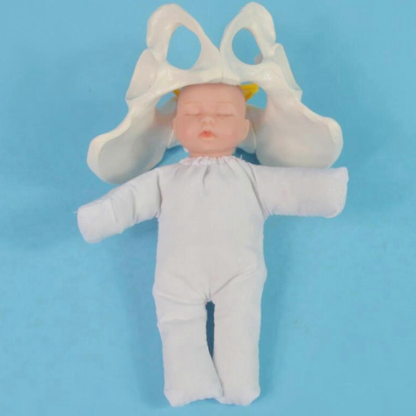 Human Female Pelvis Model With Baby Model For Student Teaching Display ...