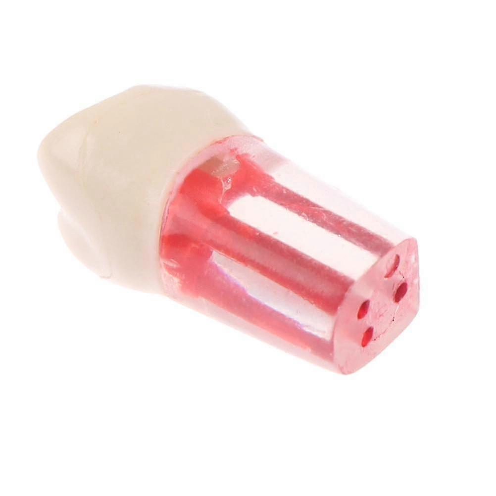 2pcs Resin Dental Endodontic Tooth Model Endo Root Canal Files Pulp ...