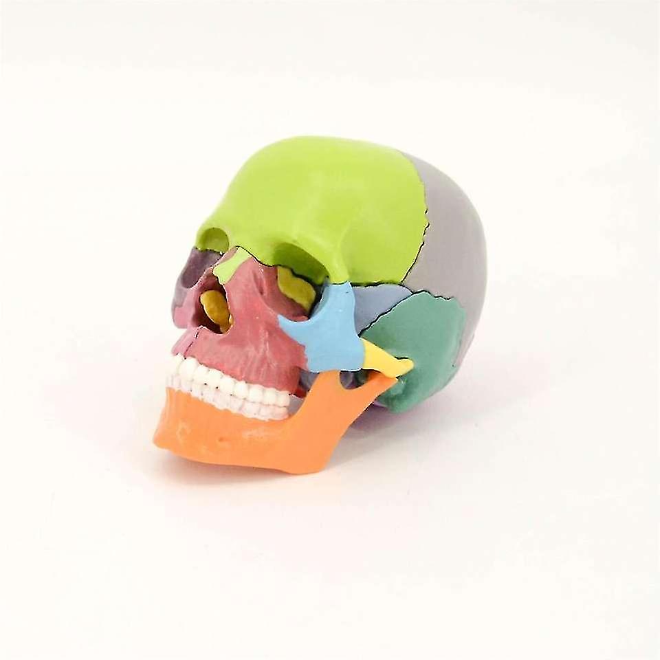 Mini Human Skull Model, 15 Parts Palm-sized Anatomy Skull Model ...
