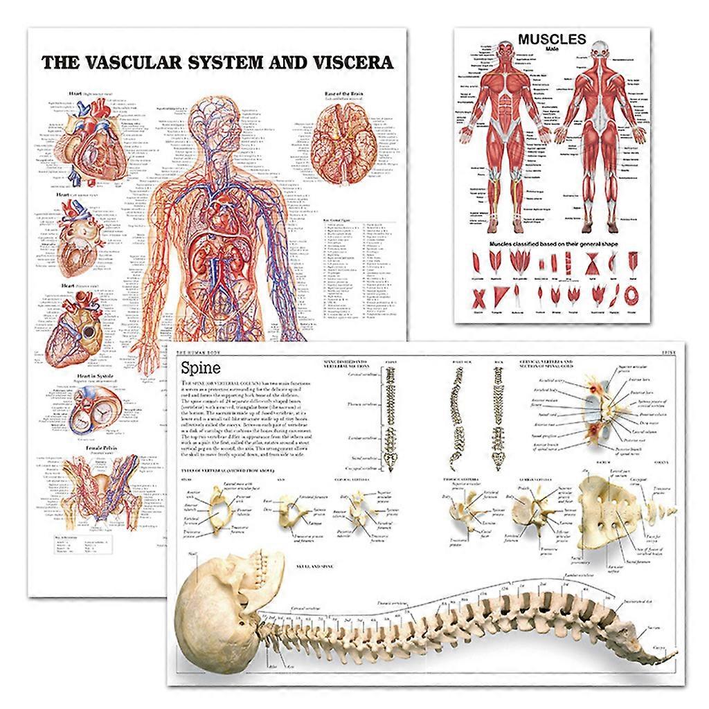 Muscle Anatomy Chart In front/Back Sided Education Use Only for ...
