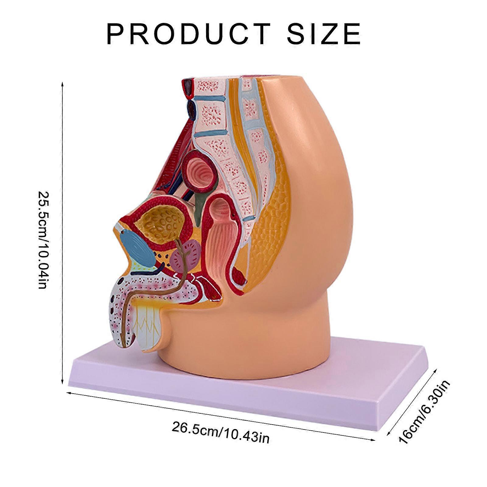 Male Pelvic Anatomy Model Classroom Teaching Tool Anatomical Male 0605