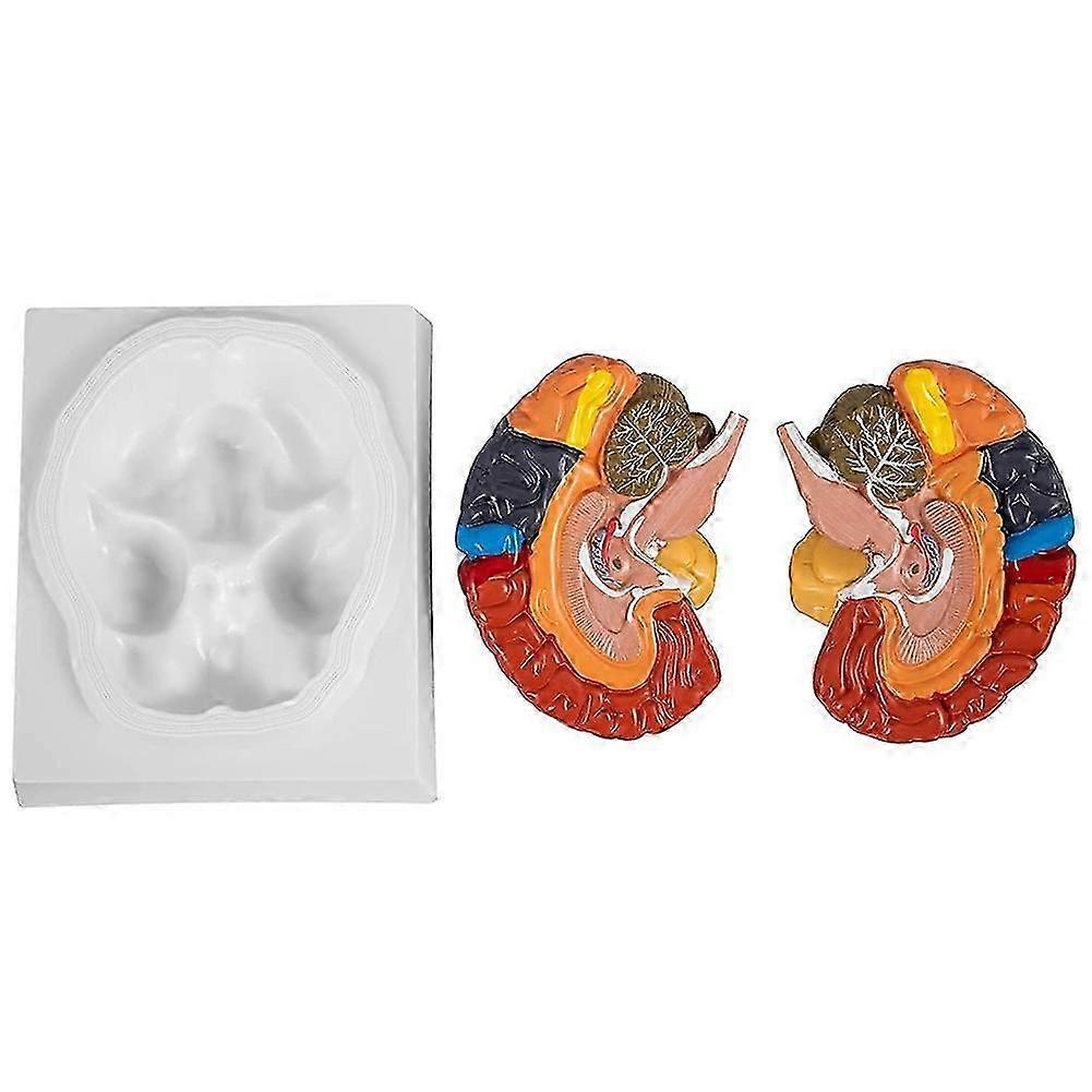 Human Brain Model Anatomy 2 Part Brain Model Color Coding With Display ...