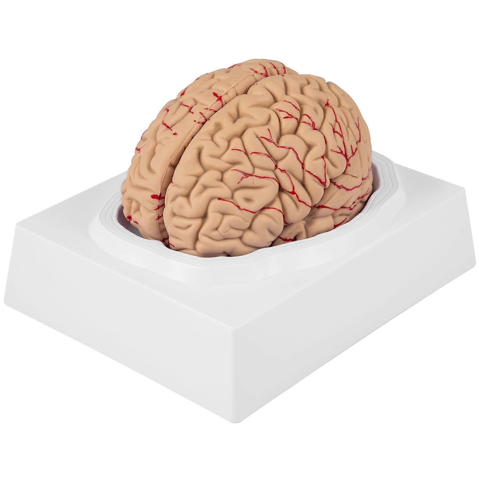 Human Brain Model Anatomy 9-Part Model of Brain Life Size Human Brain ...