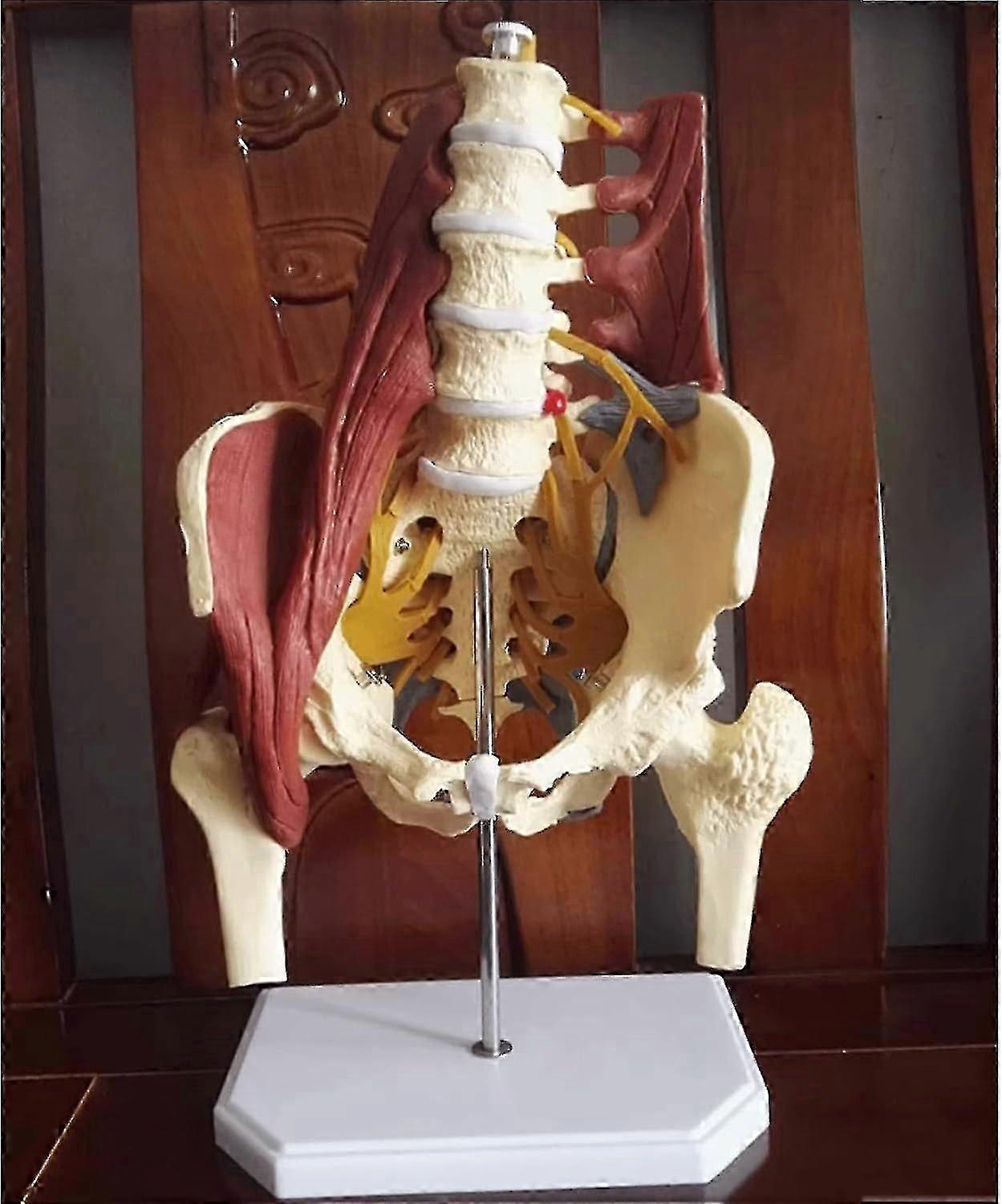 Lumbar Spine Unilateral Muscle Model Adult Life Size Sacrum Skeleton ...