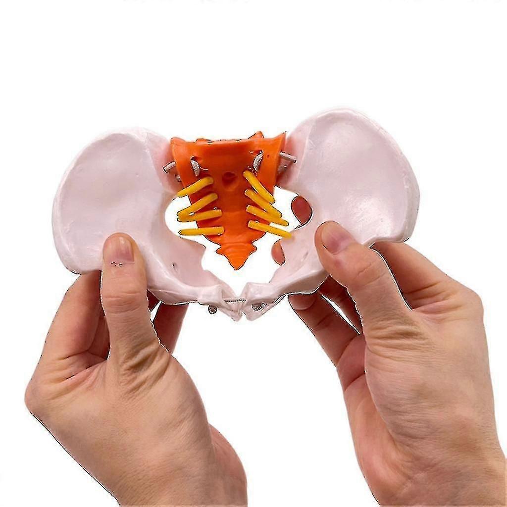 Female Movable Pelvis Model Midwifery Teaching Model For Obstetrics ...