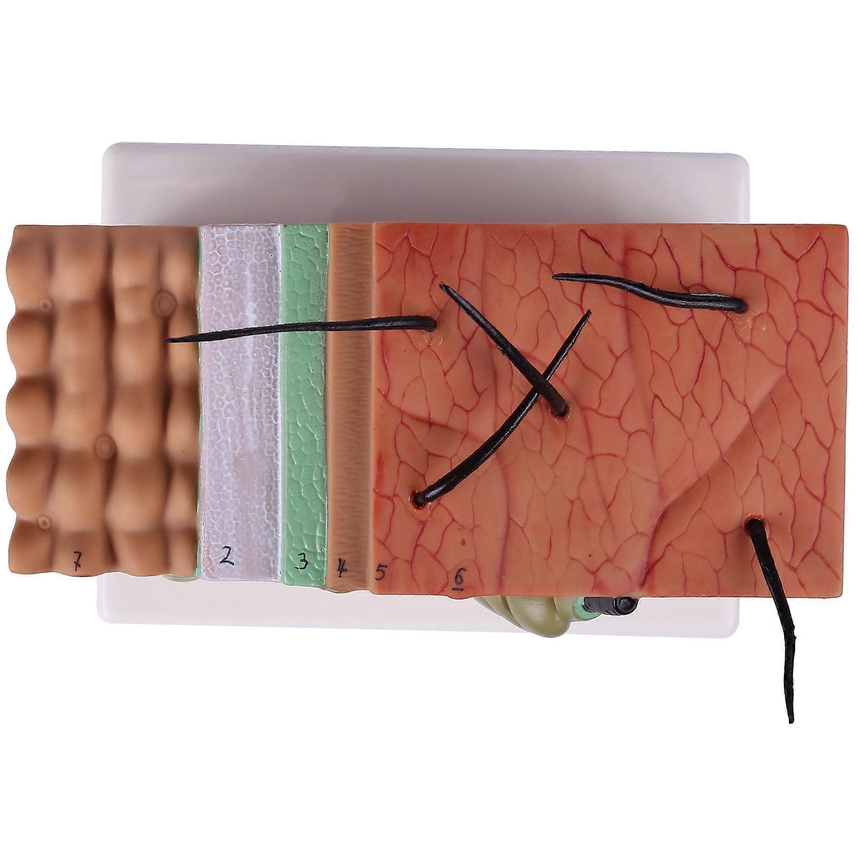 Skin Model, 50X Skin and Hair Structure Enlarge Model Anatomical Model ...
