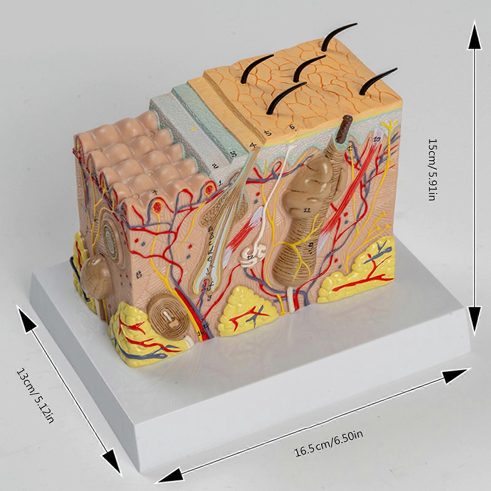 Human Skin Anatomy Model Human Skin Structure Anatomical Model Human ...