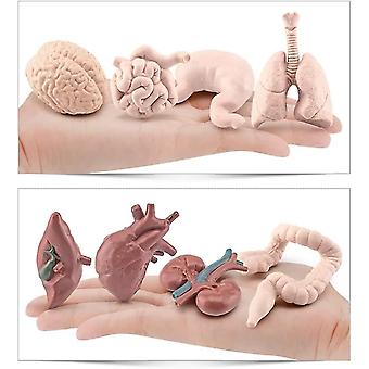 Lifelike Organs Model - 8 Pieces Human Body Model Inner Organs Anatomy ...