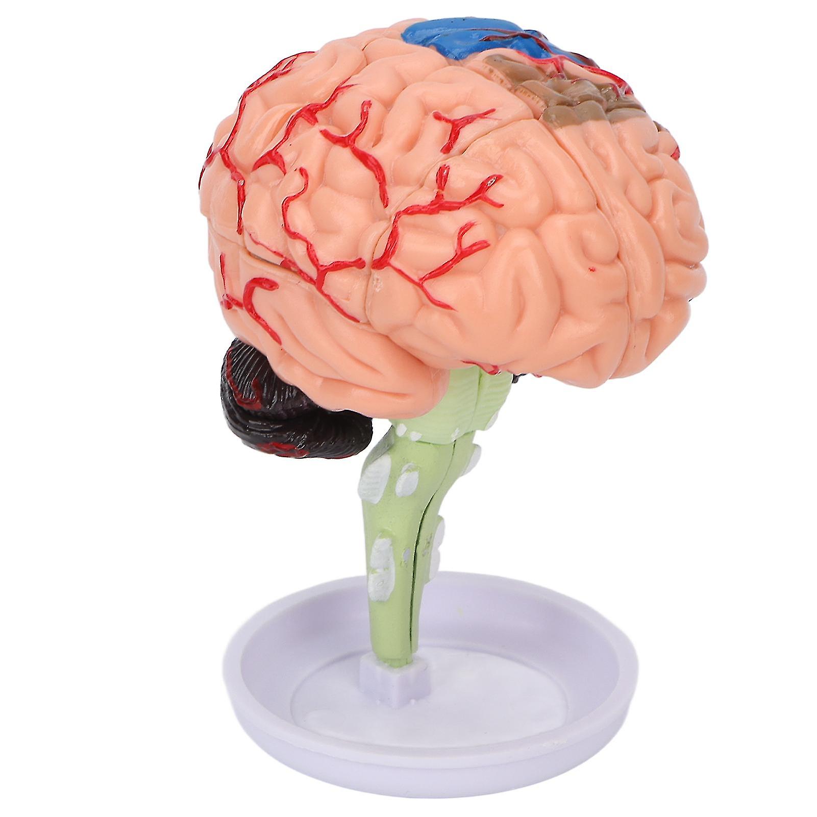 2024 New,4d Anatomical Brain Assembled Model Clear Structure Vinyl ...