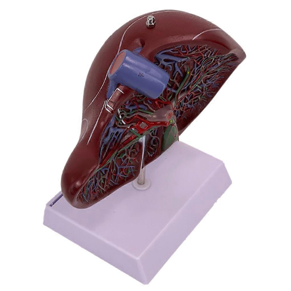 Human Liver Anatomy Model for Disease Study, Life Size Liver Model ...