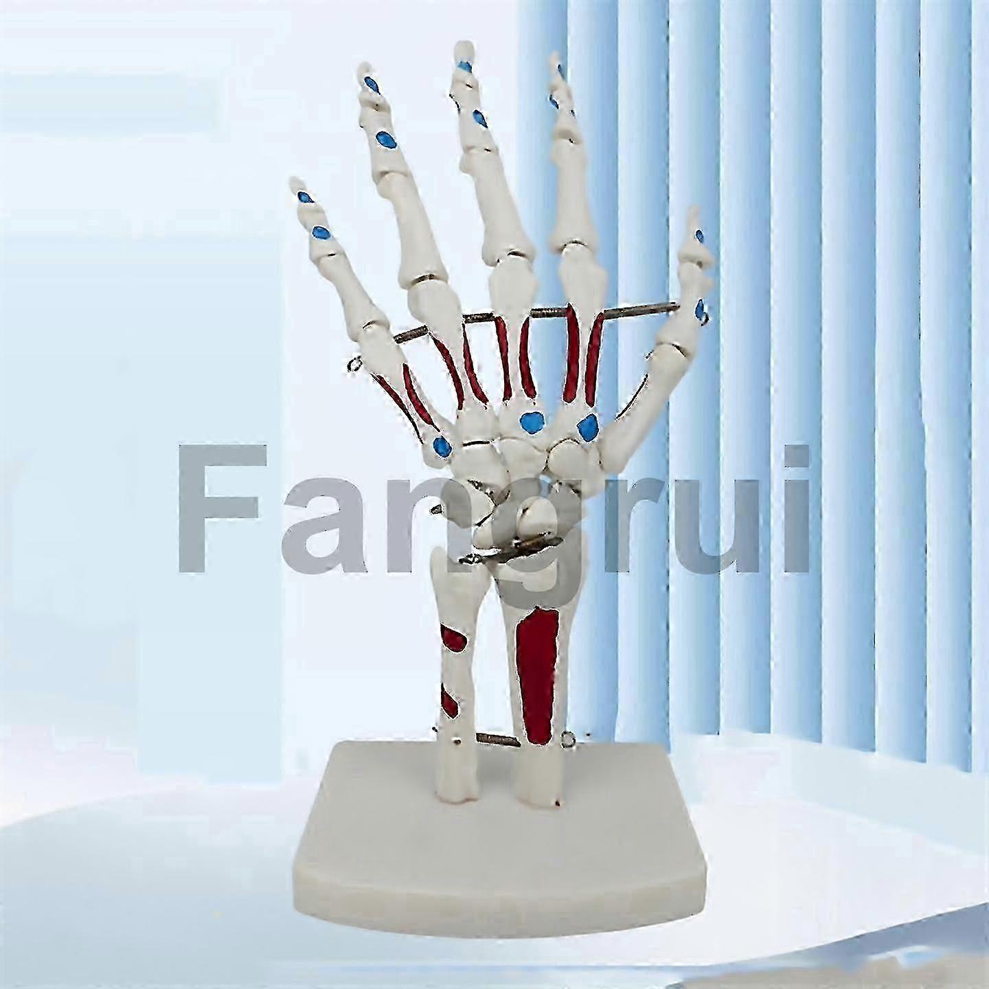 w Skeleton Hand Model Hand Joint Model With Wrist Ulna Hinged Hand ...