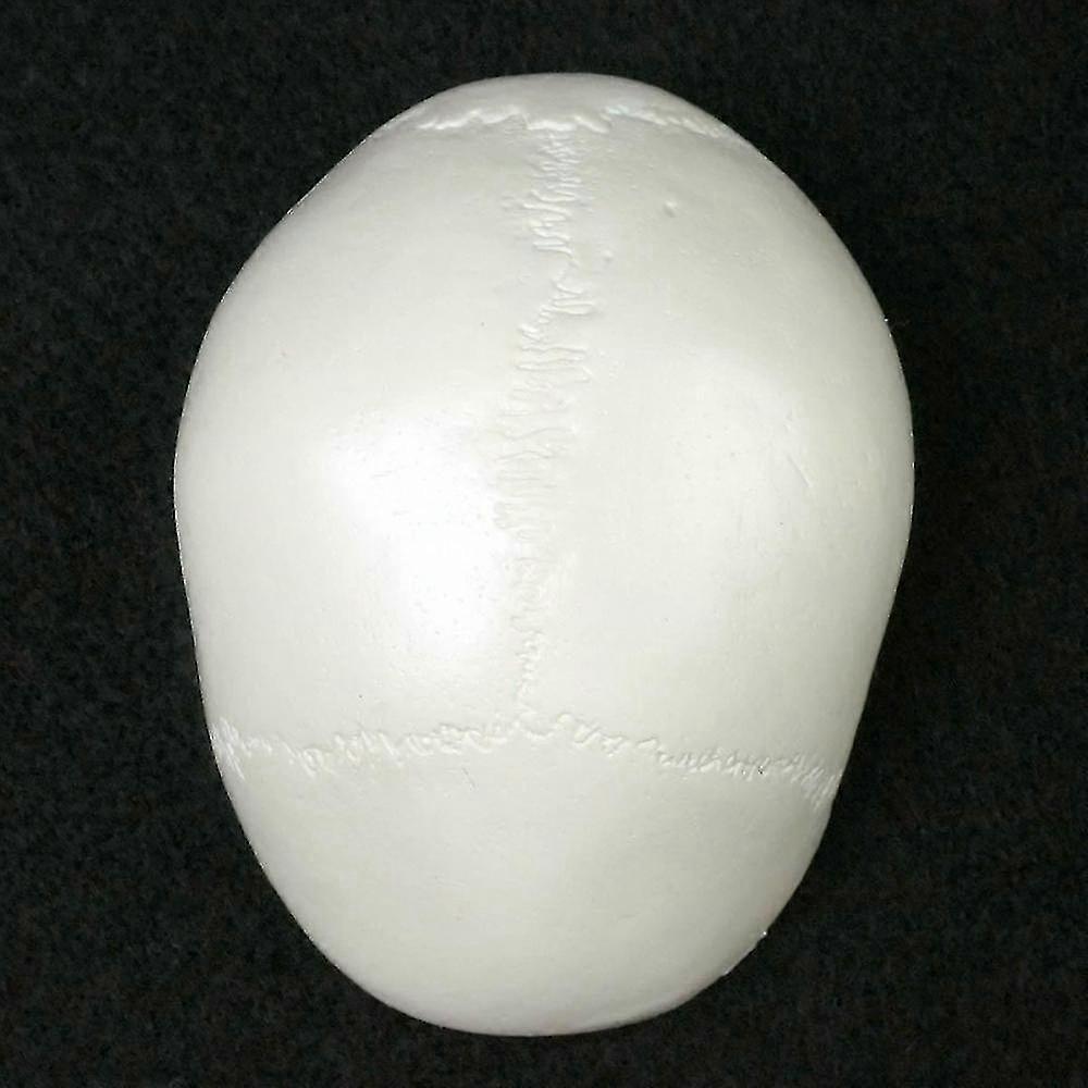 Lidský anatomický model Medicína Lebka Lidská Anatomická Anatomie Hlava ...