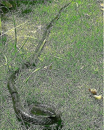 47 Inches Rubber Lifelike Snakes Scary Gag Gift Incredible Creatures ...