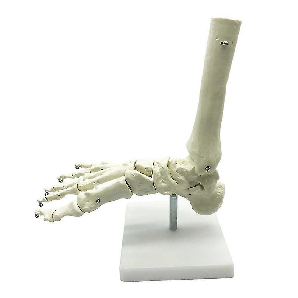 1:1 Human Skeleton Foot Anatomy Model Foot And Ankle With Anatomical ...