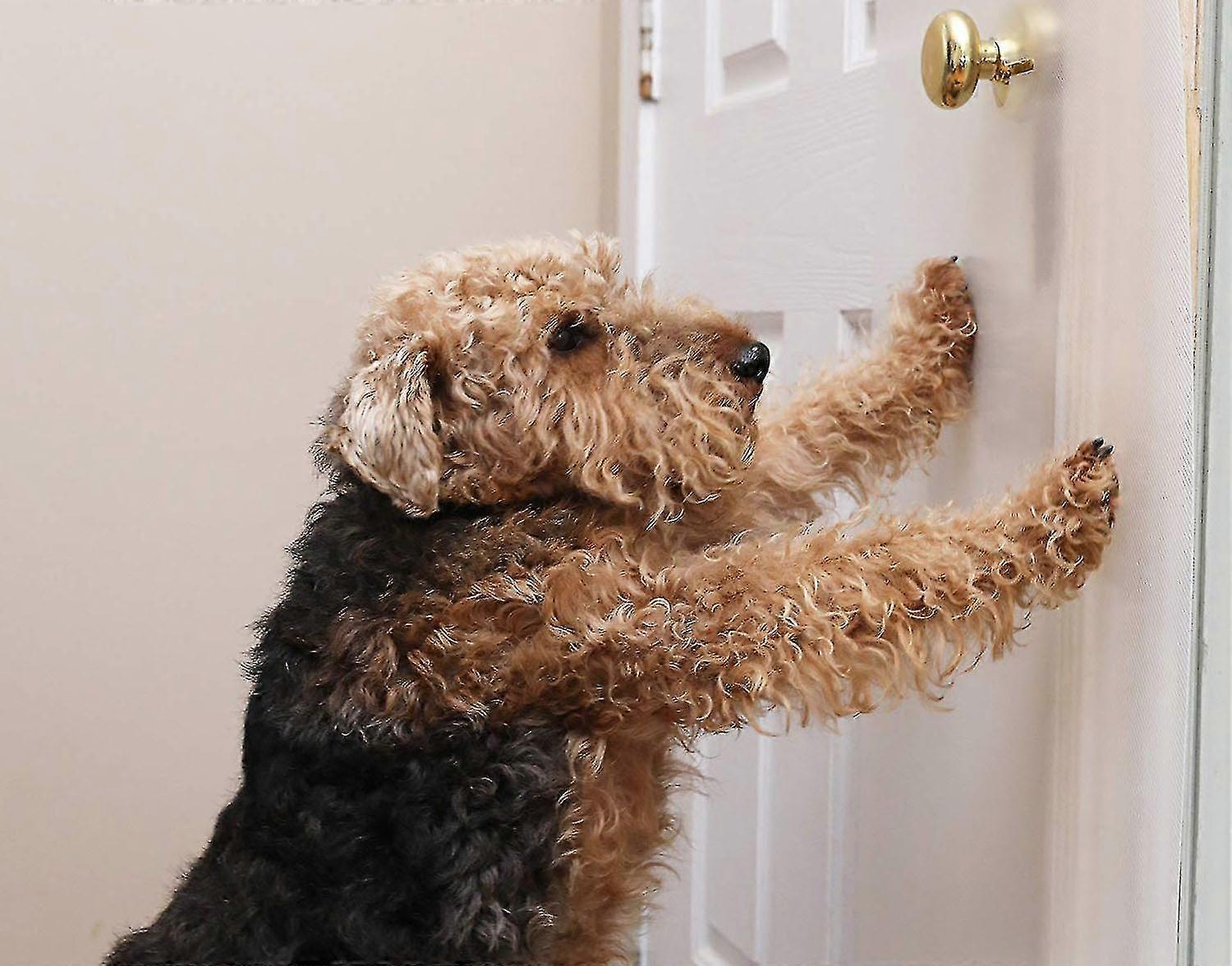 Big Dog Scratch Shield, Heavy Duty, Ultimate Wall, Frame & Door ...