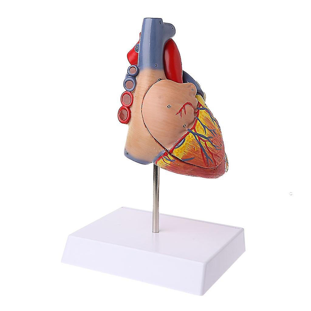 Disassembled Anatomical Human Heart Model Anatomy Medical Viscera ...