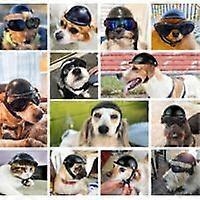 Pet Helmet, Dog Safety Cap, Bike Helmet Cap for Cats, Universal Plastic ...