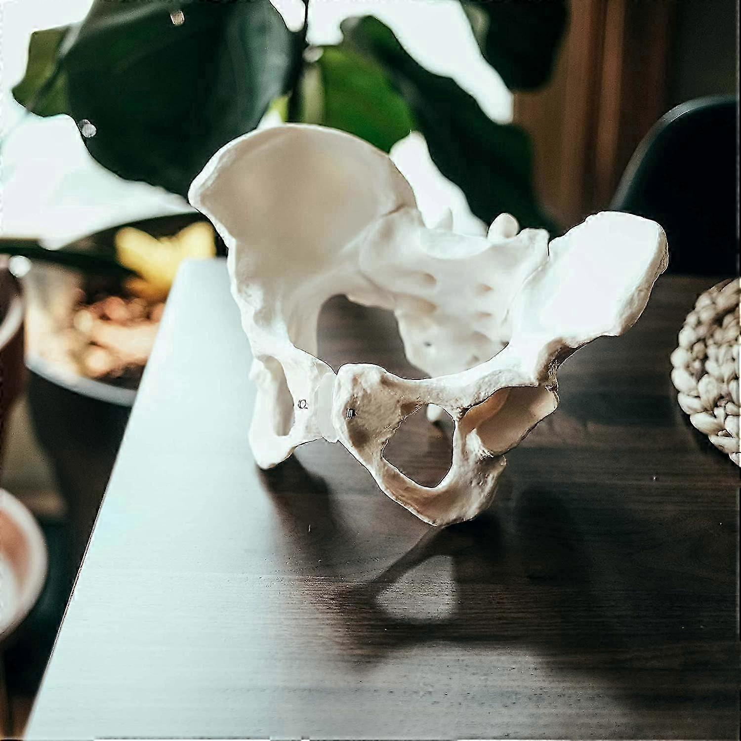 Life Size Female Pelvis Model, Hip Model - Female Anatomy Model, Hip ...