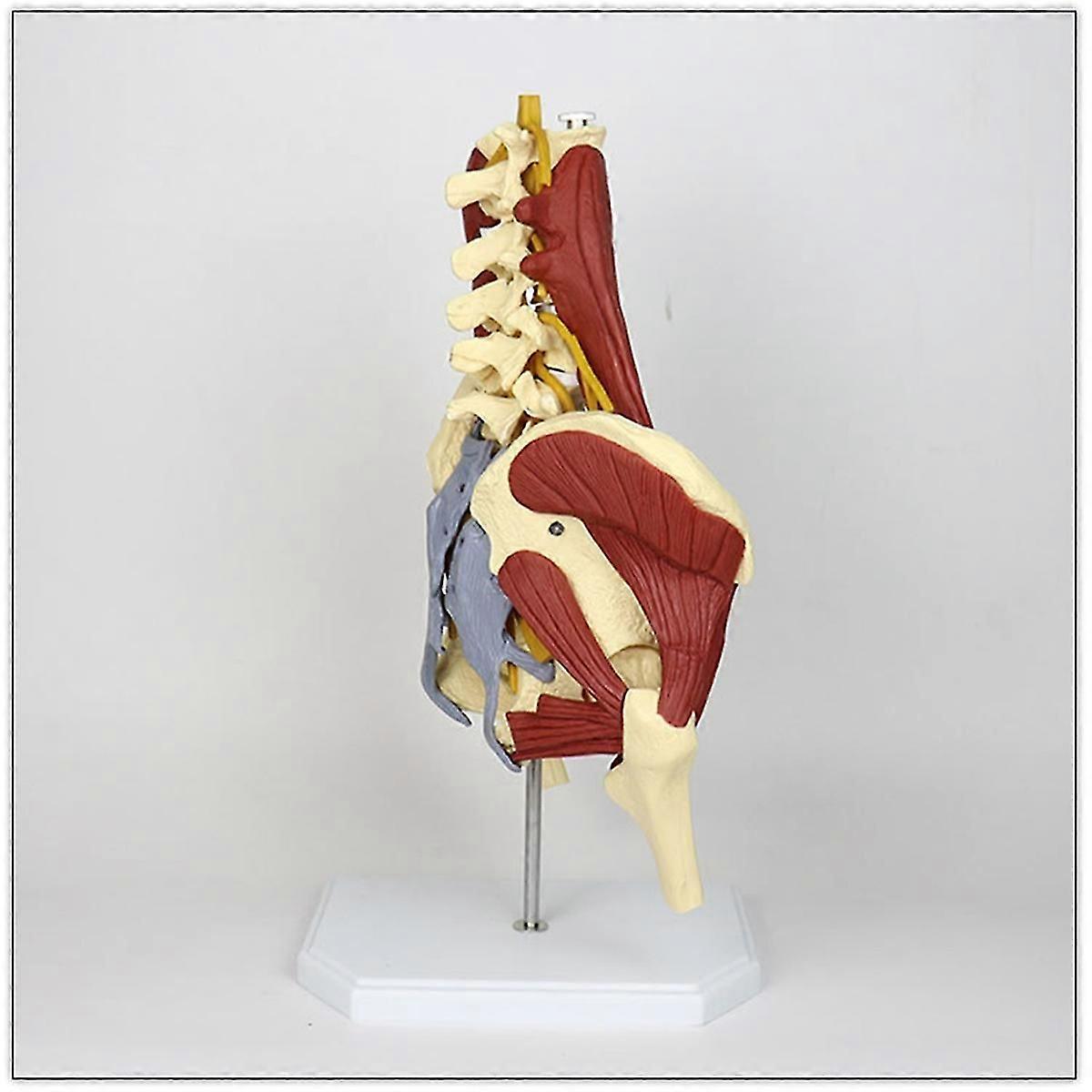 Lumbar Spine Bone Model, Pelvis Model, Pelvic Floor Muscle Anatomy ...