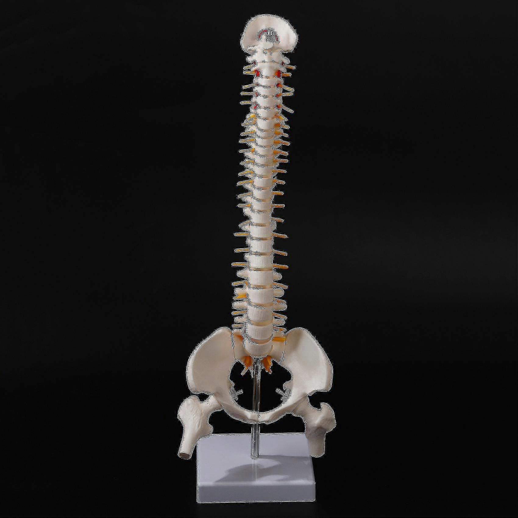 45cm Flexible 1:1 Adult Lumbar Bend Spine Model Humans Skeleton Model ...