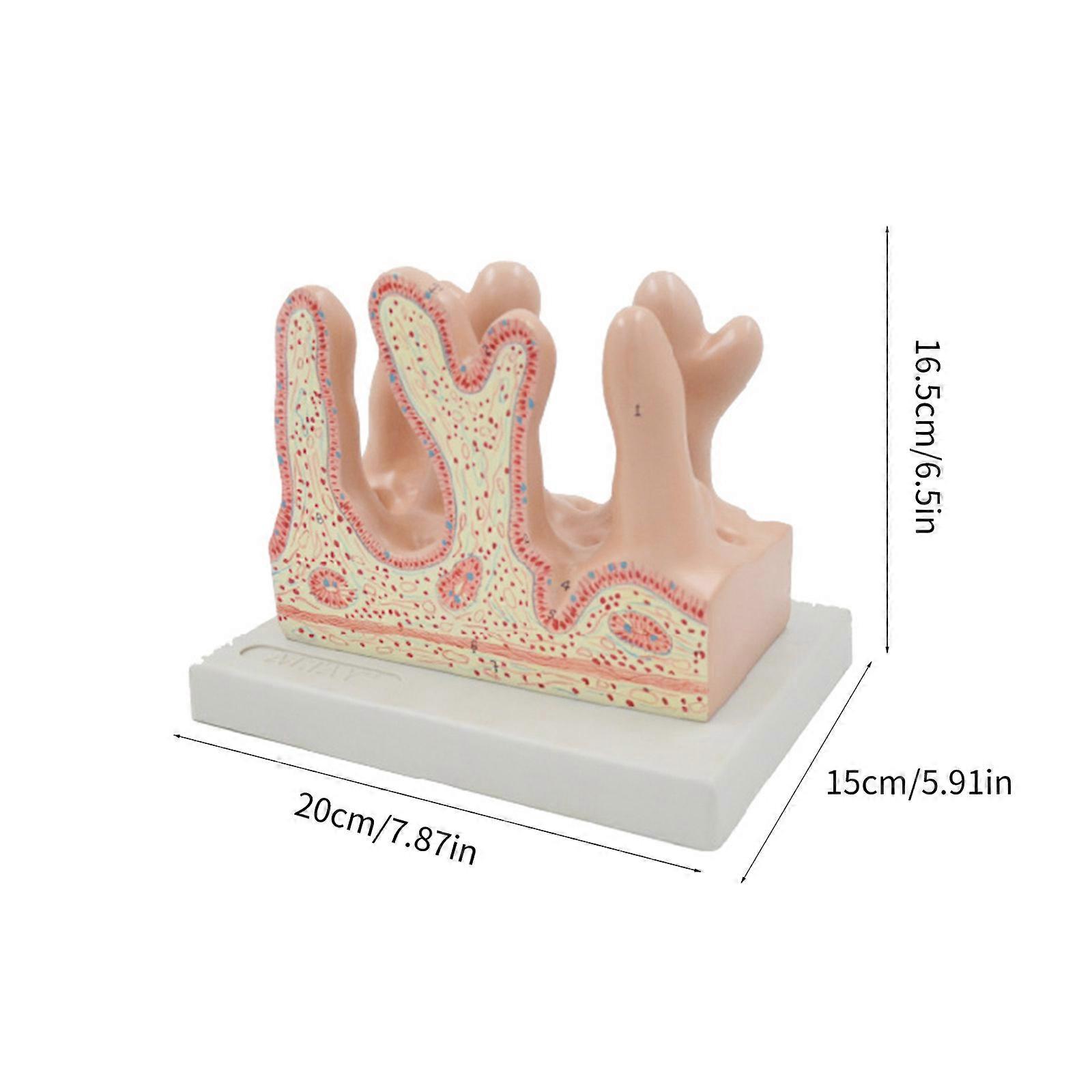 Anatomical Intestinal Villus Model Human Digestive System Model Human ...