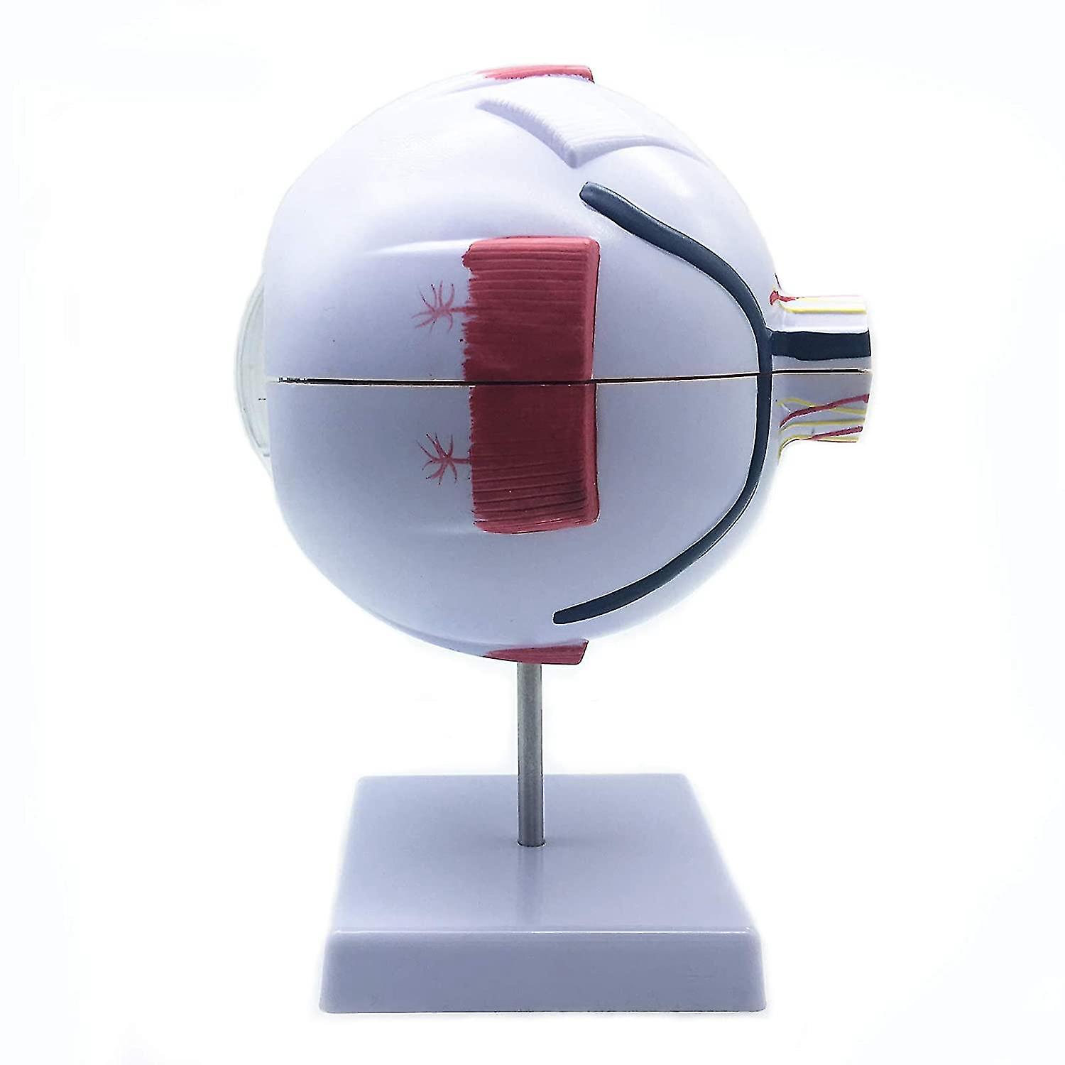 6x Enlarged Human Eye Anatomical Model,anatomically Accurate Eye Model ...