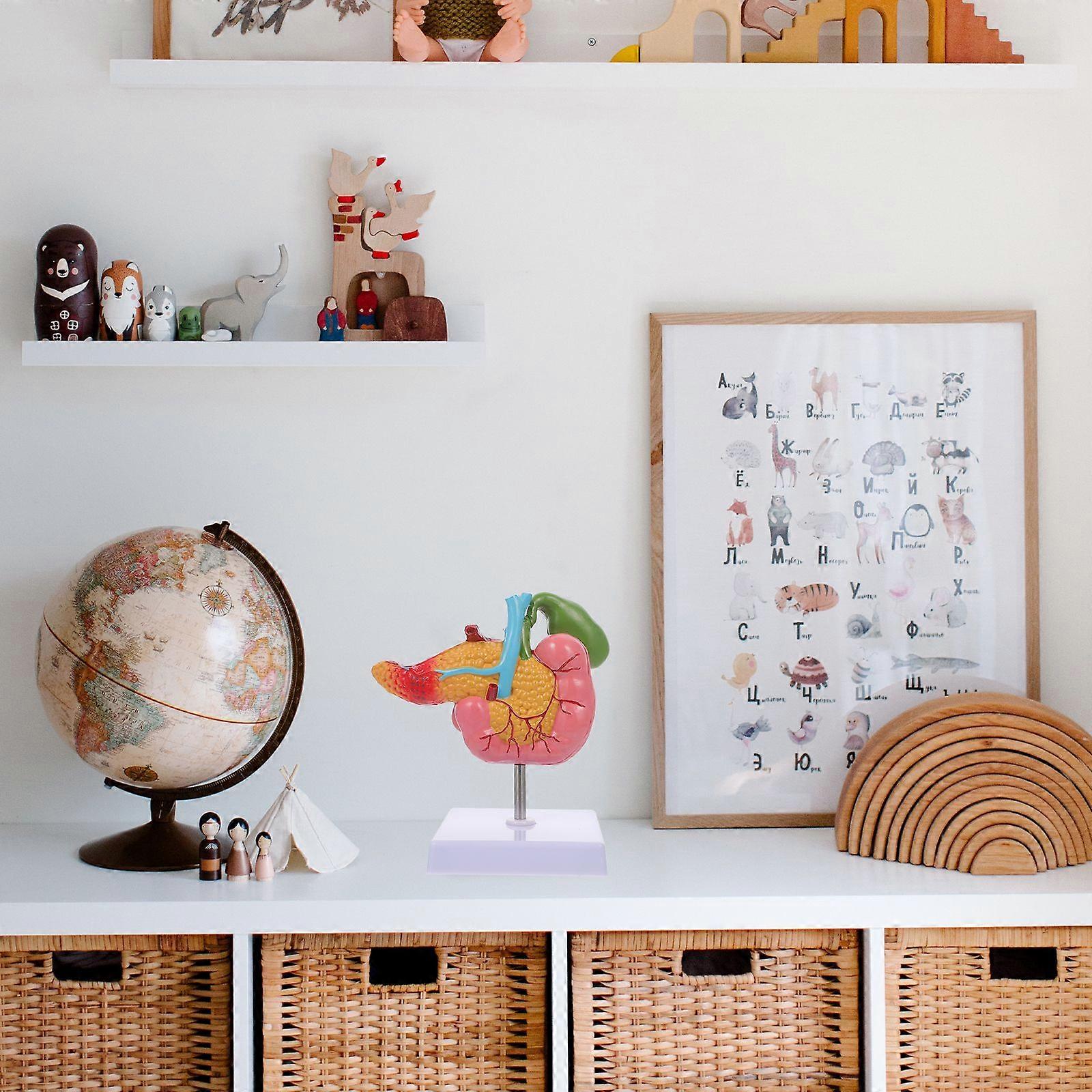 Human Pancreas Model Duodenal Gallbladder Pathological Model Teaching ...