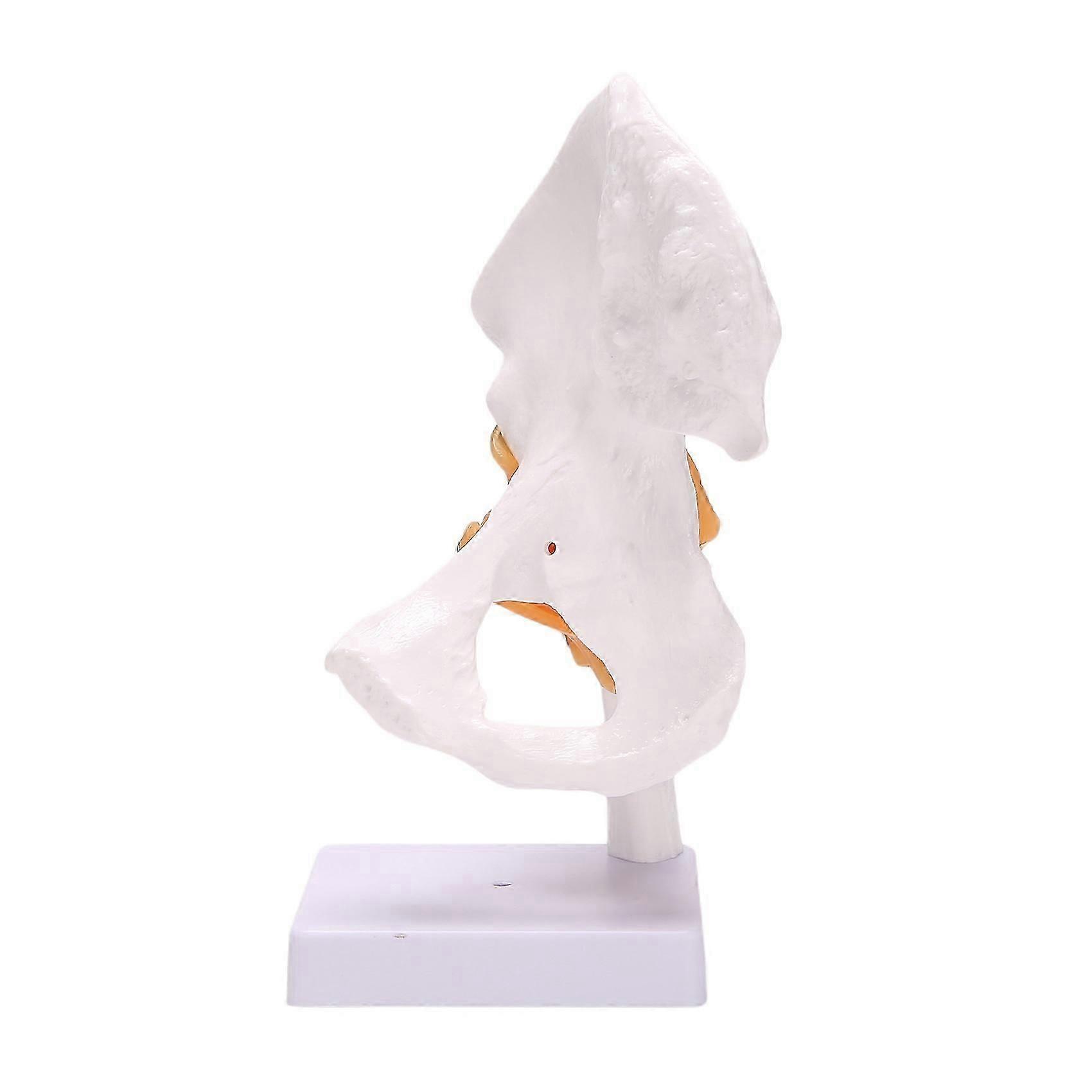 Life Size Hip Bone Model - Hip Joint Model with Flexible Ligaments and ...