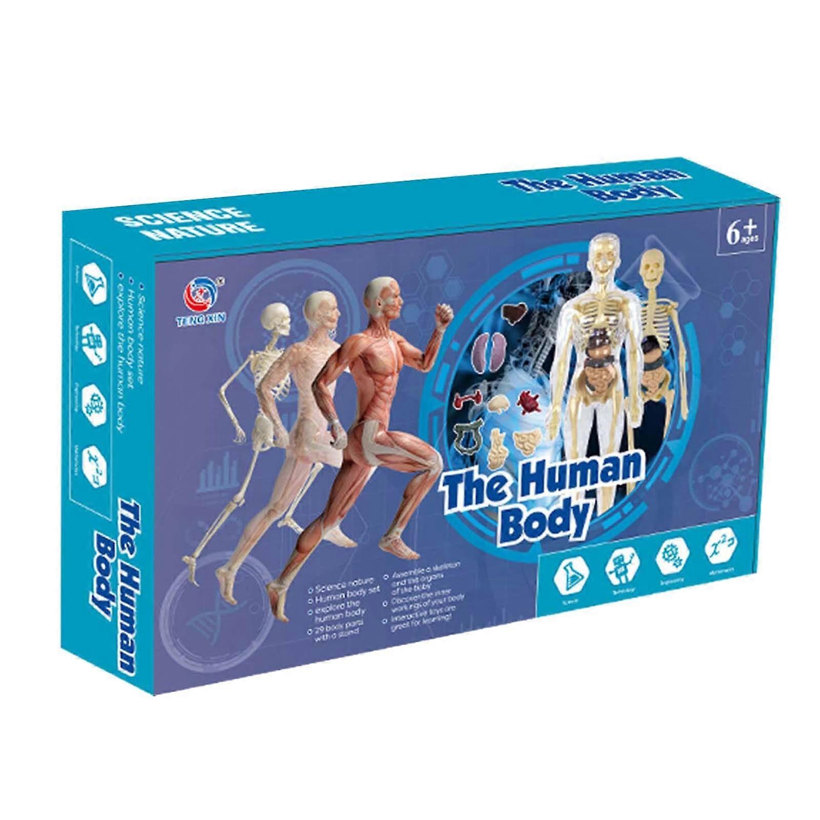 Human Body Torso Model For Kid Anatomy Model Scientific Anatomical ...