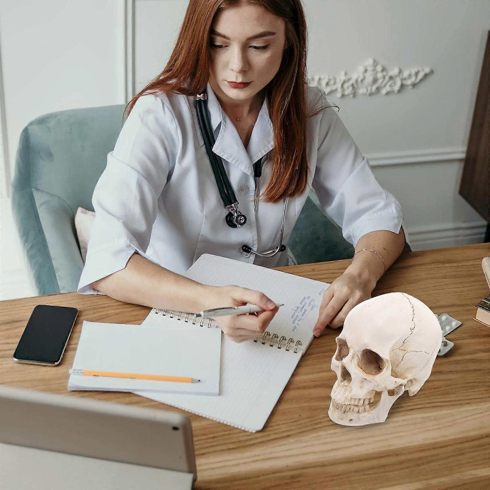 Medical Skull Model Detachable Human Skull Model Realistic Human Skull ...